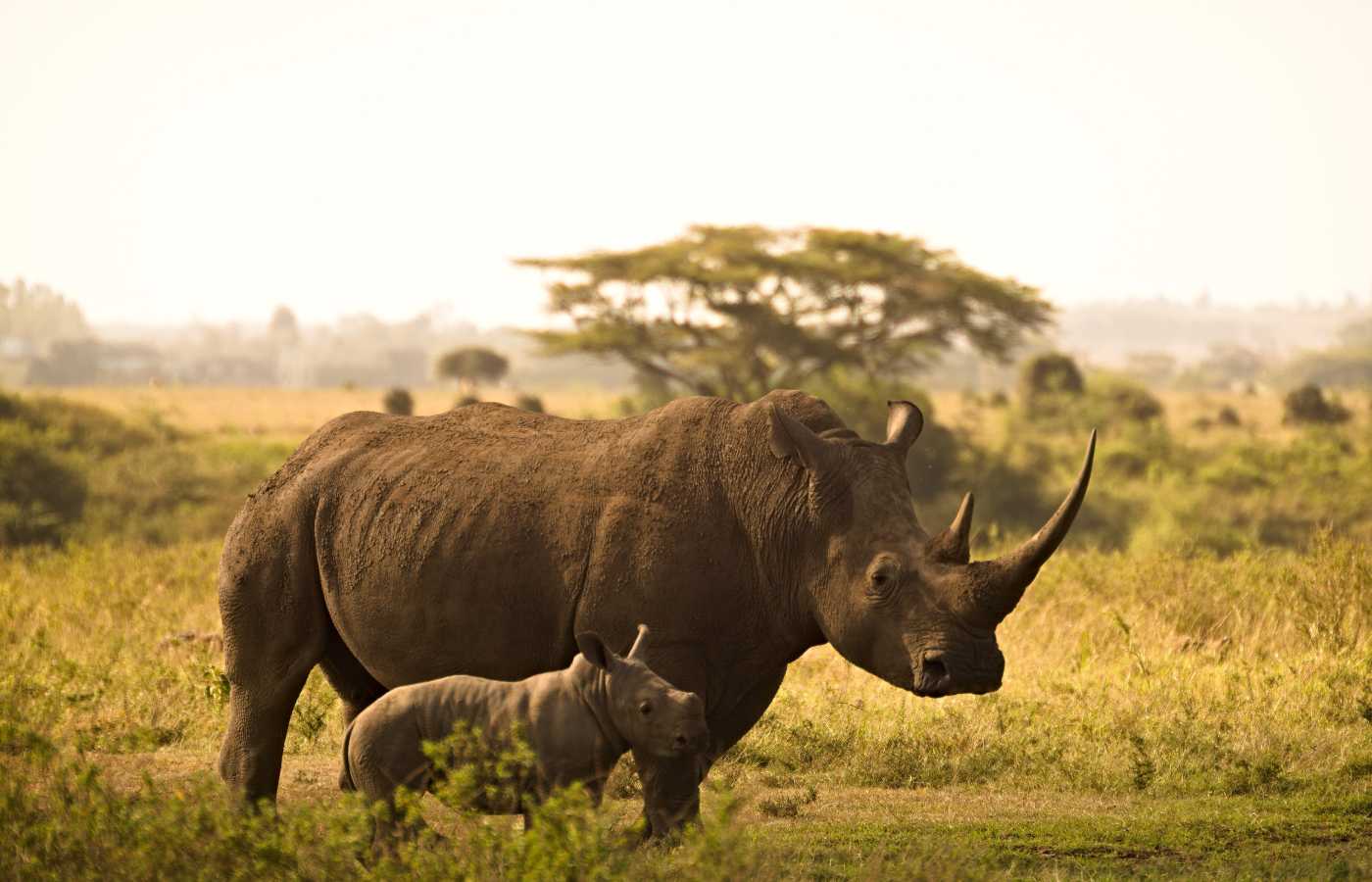 50 Amazing Rhino Facts Your Kids Will Love (2024) - Milwaukee With Kids