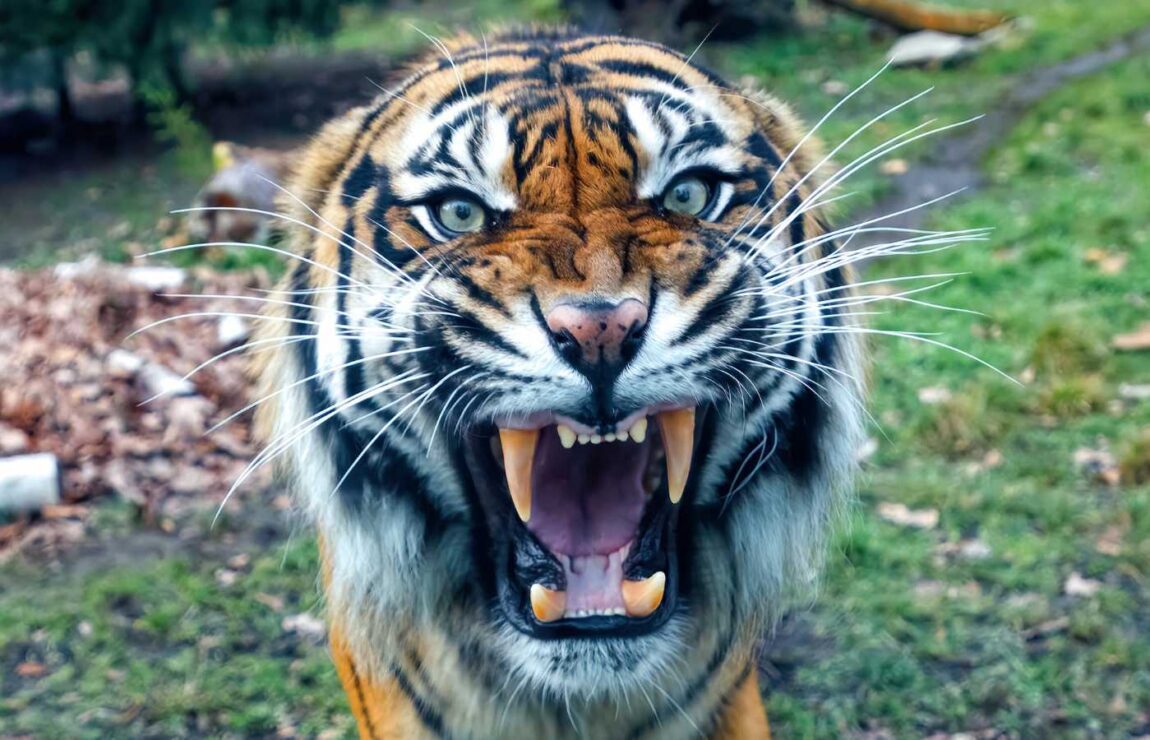 100 Incredible Tiger Facts Your Kids Will Love (2025) - Milwaukee With Kids