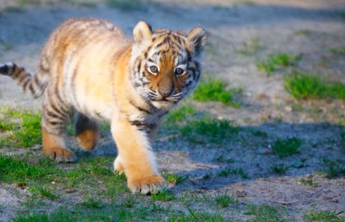 100 Tiger Facts for Kids & Students (Fun, Educational & Surprising ...