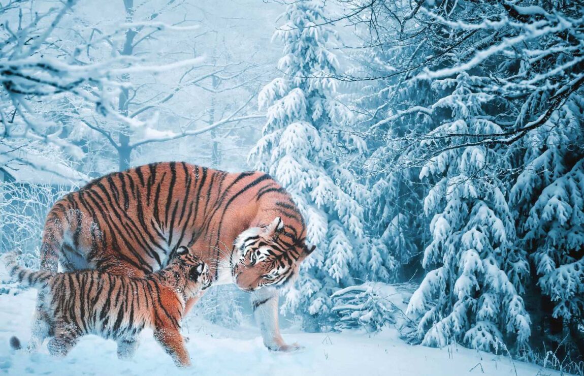 100 Tiger Facts for Kids & Students (Fun, Educational & Surprising ...