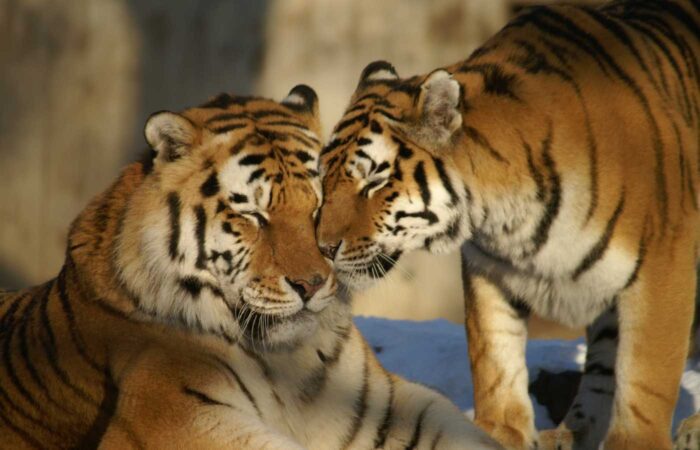 100 Incredible Tiger Facts Your Kids Will Love (2025) - Milwaukee With Kids