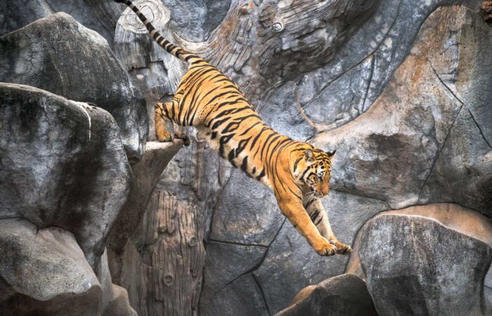 100 Incredible Tiger Facts Your Kids Will Love (2025) - Milwaukee With Kids