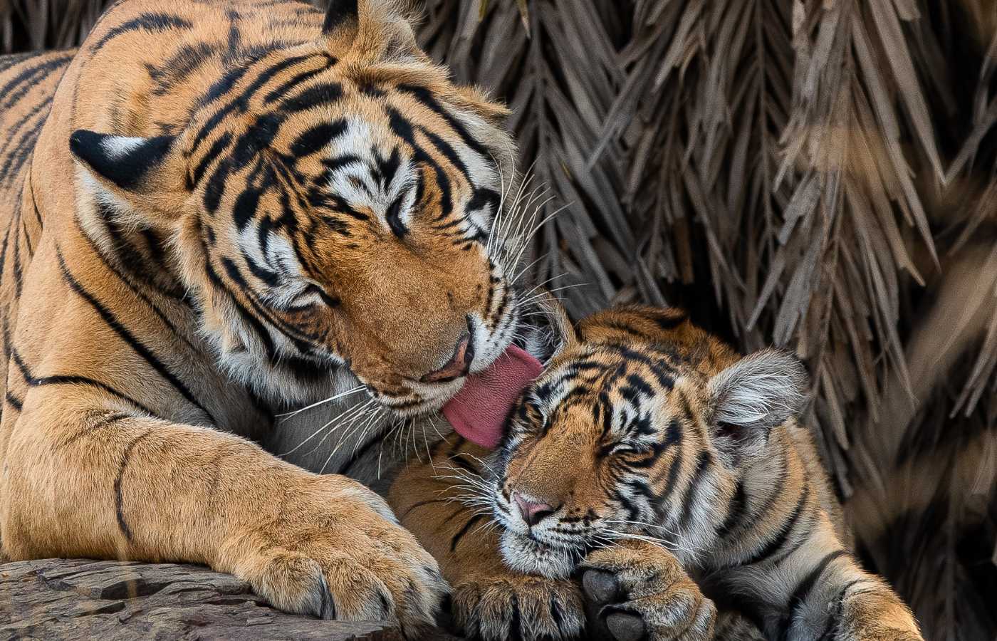 100 Tiger Facts for Kids & Students (Fun, Educational & Surprising ...