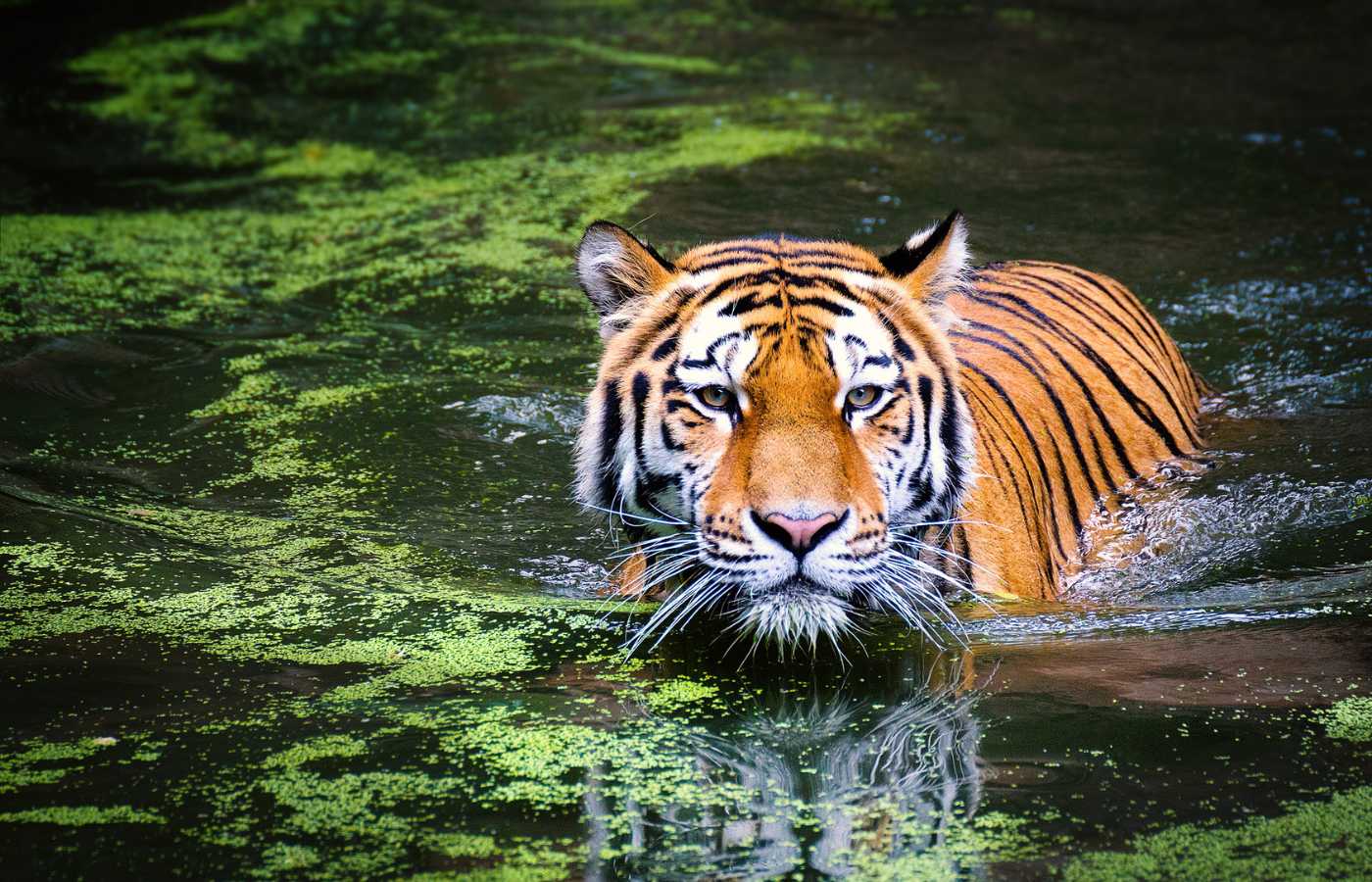 100 Incredible Tiger Facts Your Kids Will Love (2025) - Milwaukee With Kids