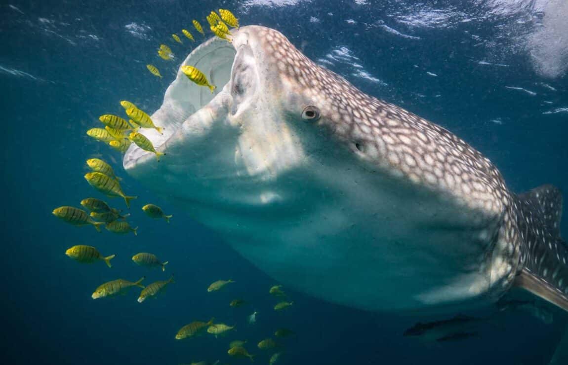 100 Amazing Shark Facts for Kids (2025) - Milwaukee With Kids