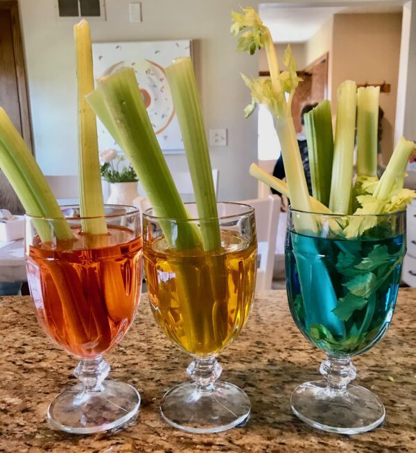Rainbow Celery: A Simple & Colorful Science Experiment - Milwaukee With ...