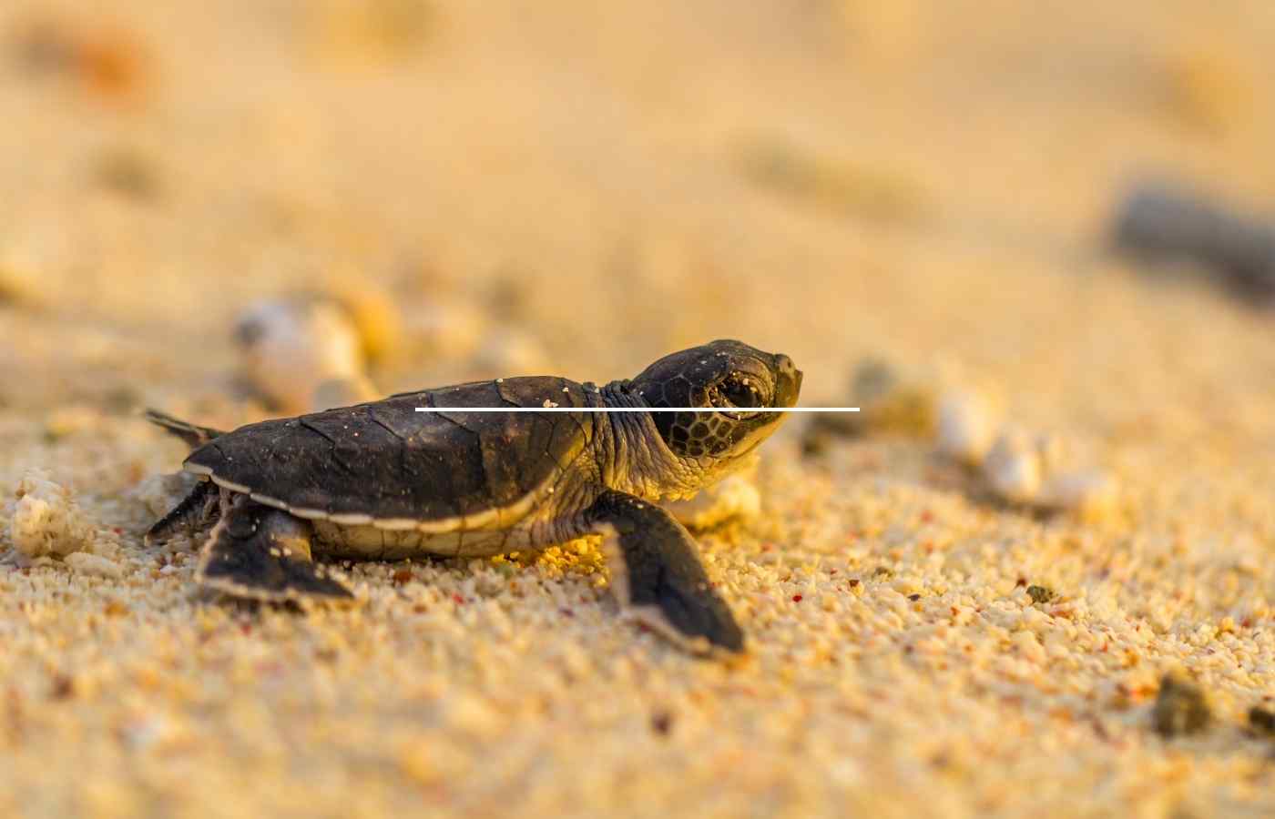 100 Fun Sea Turtle Facts for Kids (Surprising & Educational ...