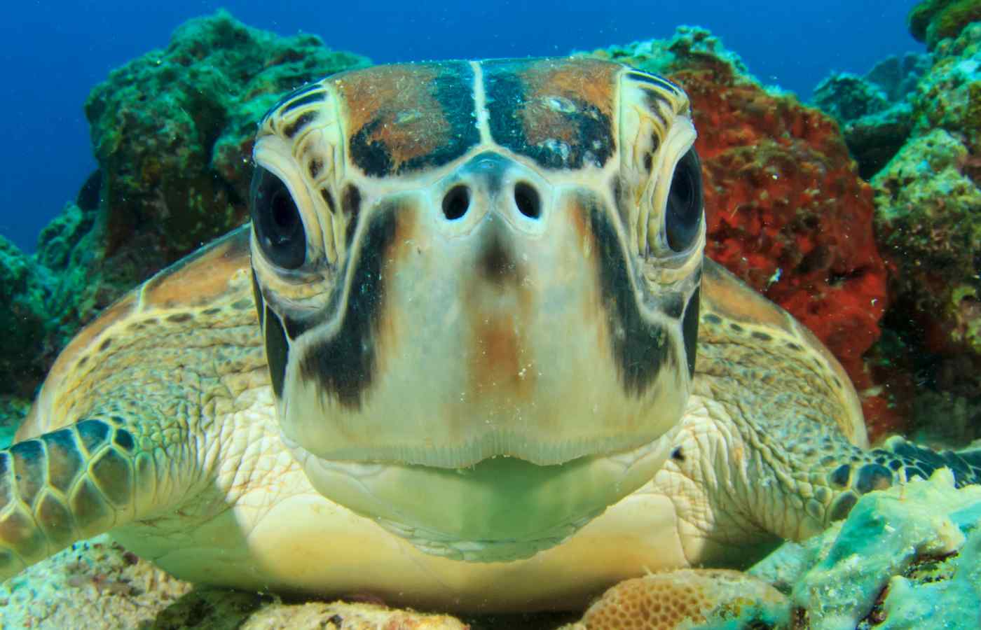 100 Surprising Sea Turtle Facts For Kids (2025) - Milwaukee With Kids