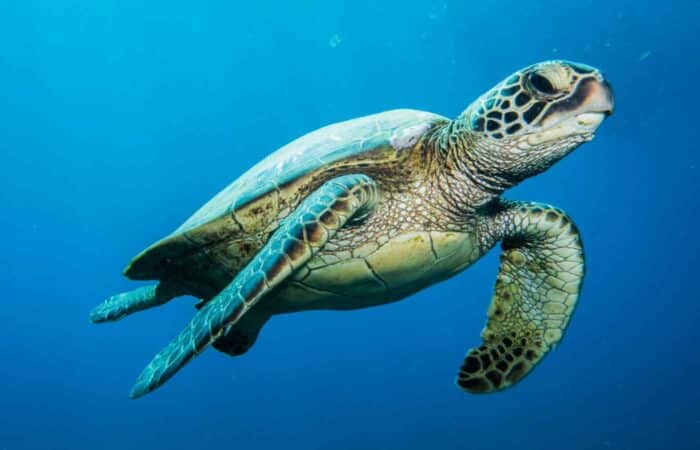100 Fun Sea Turtle Facts for Kids (Surprising & Educational ...