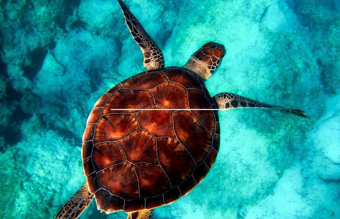 100 Surprising Sea Turtle Facts For Kids (2025) - Milwaukee With Kids