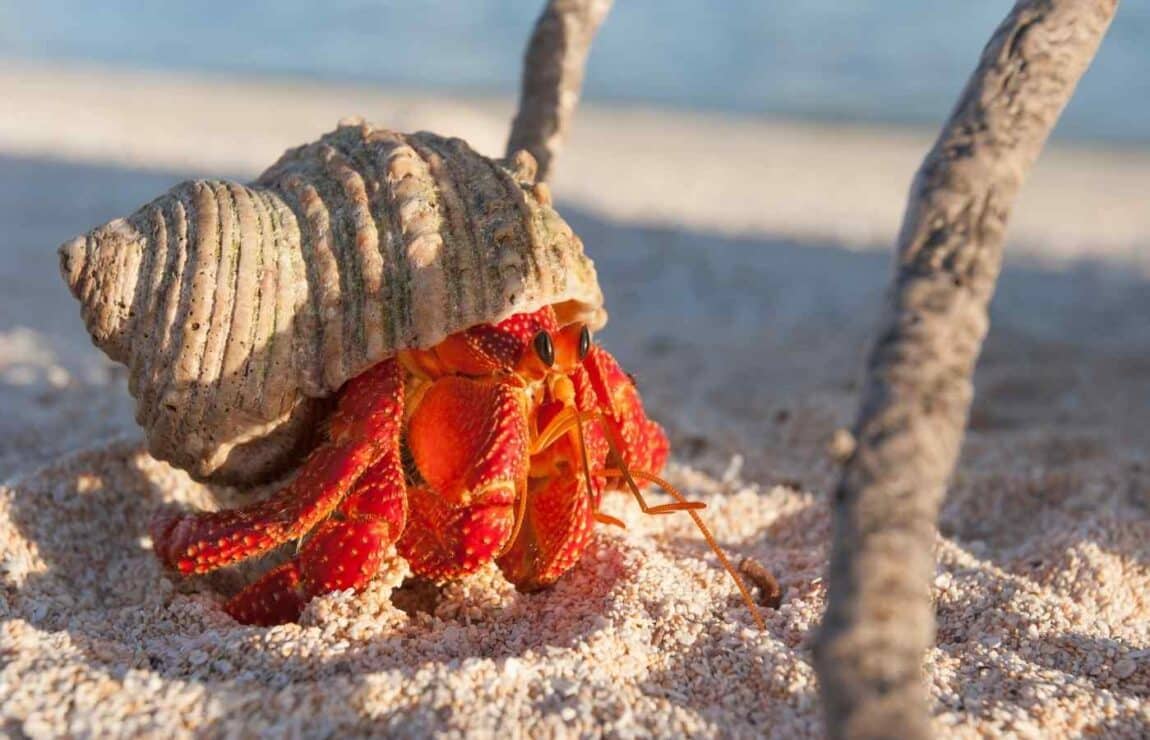 100 Hilarious Crab Jokes & Puns for Kids (2025) - Milwaukee With Kids