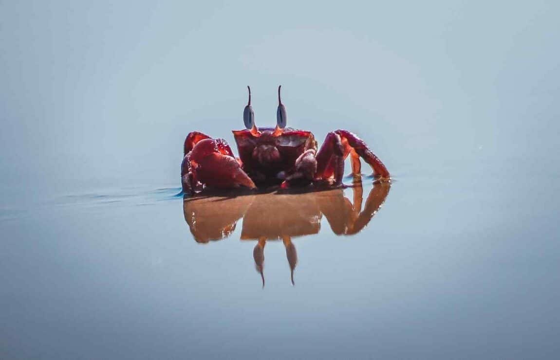 100 Hilarious Crab Jokes & Puns for Kids (2025) - Milwaukee With Kids