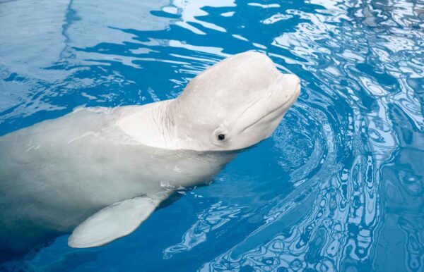 100 Surprising Whale Facts Your Kids Will Love (2025) - Milwaukee With Kids