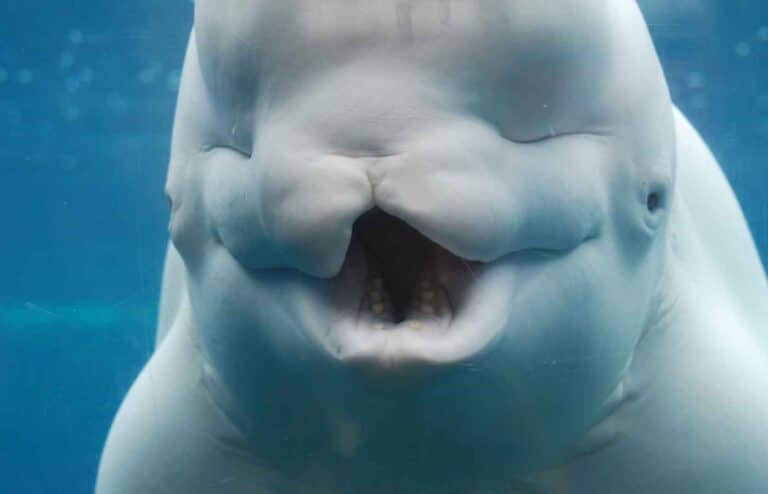 100 Surprising Whale Facts Your Kids Will Love (2025) - Milwaukee With Kids