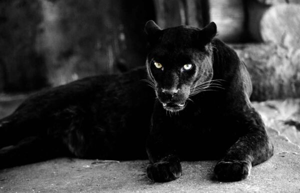 50 Surprising Black Panther Facts For Kids (2025) - Milwaukee With Kids