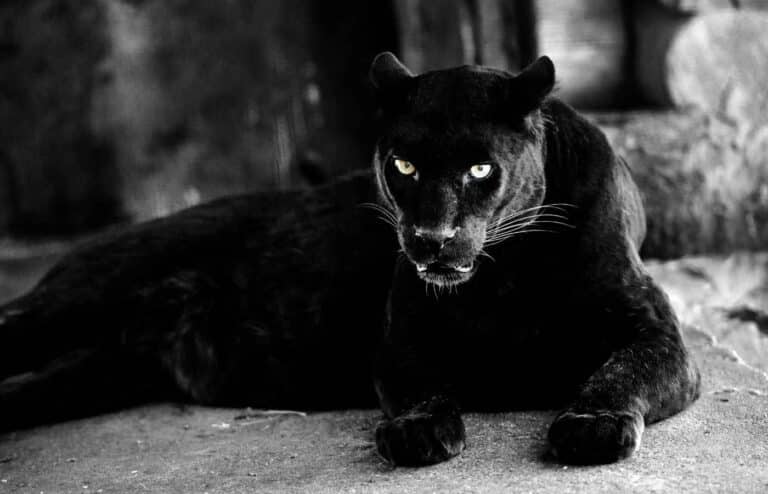 50 Surprising Black Panther Facts For Kids (2025) - Milwaukee With Kids