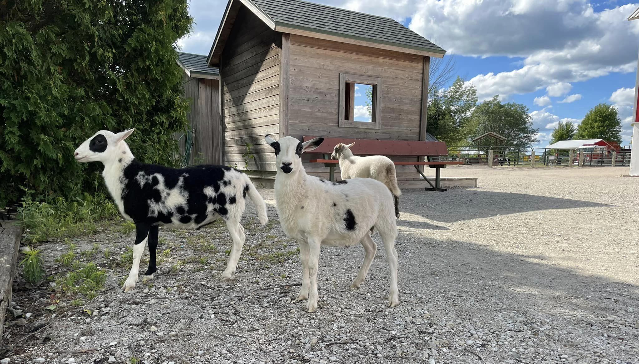 5 Adorable Petting Zoos & Farms Around Milwaukee (Updated for 2025 ...