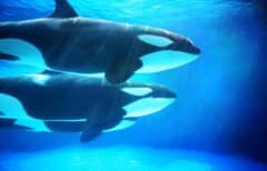 100 Surprising Whale Facts Your Kids Will Love (2025) - Milwaukee With Kids