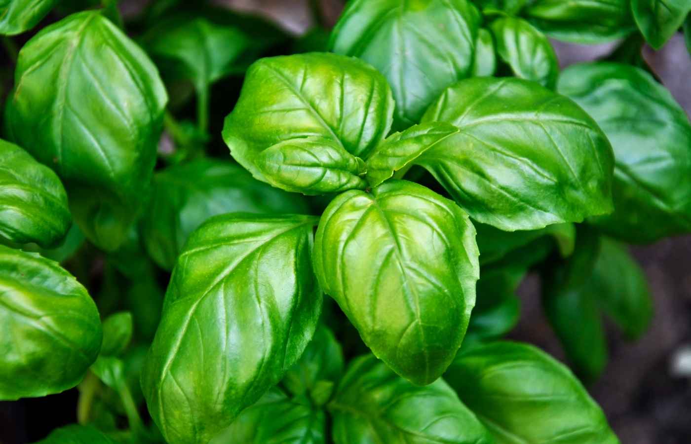 25 Fast-Growing Seeds For Kids To Plant Today (2025) - Milwaukee With Kids