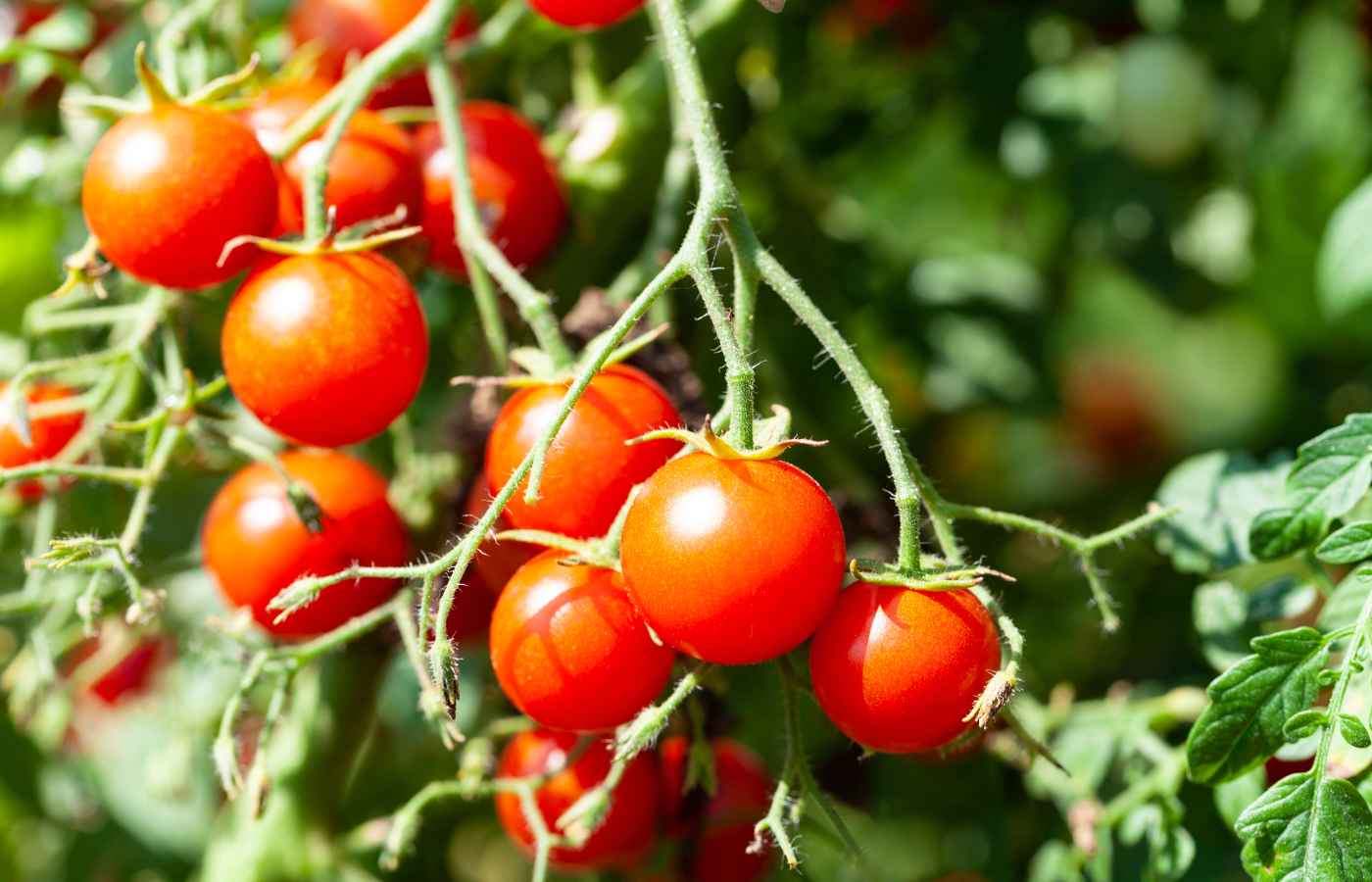 25 Fast-Growing Seeds For Kids To Plant Today (2025) - Milwaukee With Kids