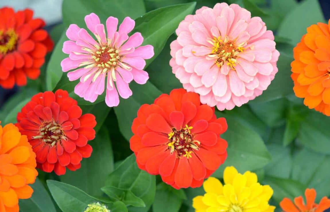 25 Fast-Growing Seeds For Kids To Plant Today (2025) - Milwaukee With Kids