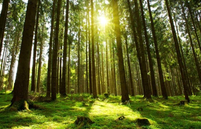 100 Green Baby Names: Names That Mean Green or Celebrate Nature (2025 ...