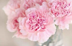 75+ Pink Baby Girl Names Inspired by Flowers, Colors & Gems - Milwaukee ...
