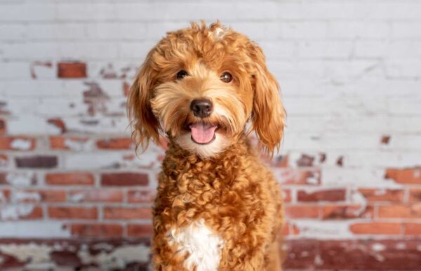 100 Best Apricot Dog Names For Your Golden Pup (2024) - Milwaukee With Kids