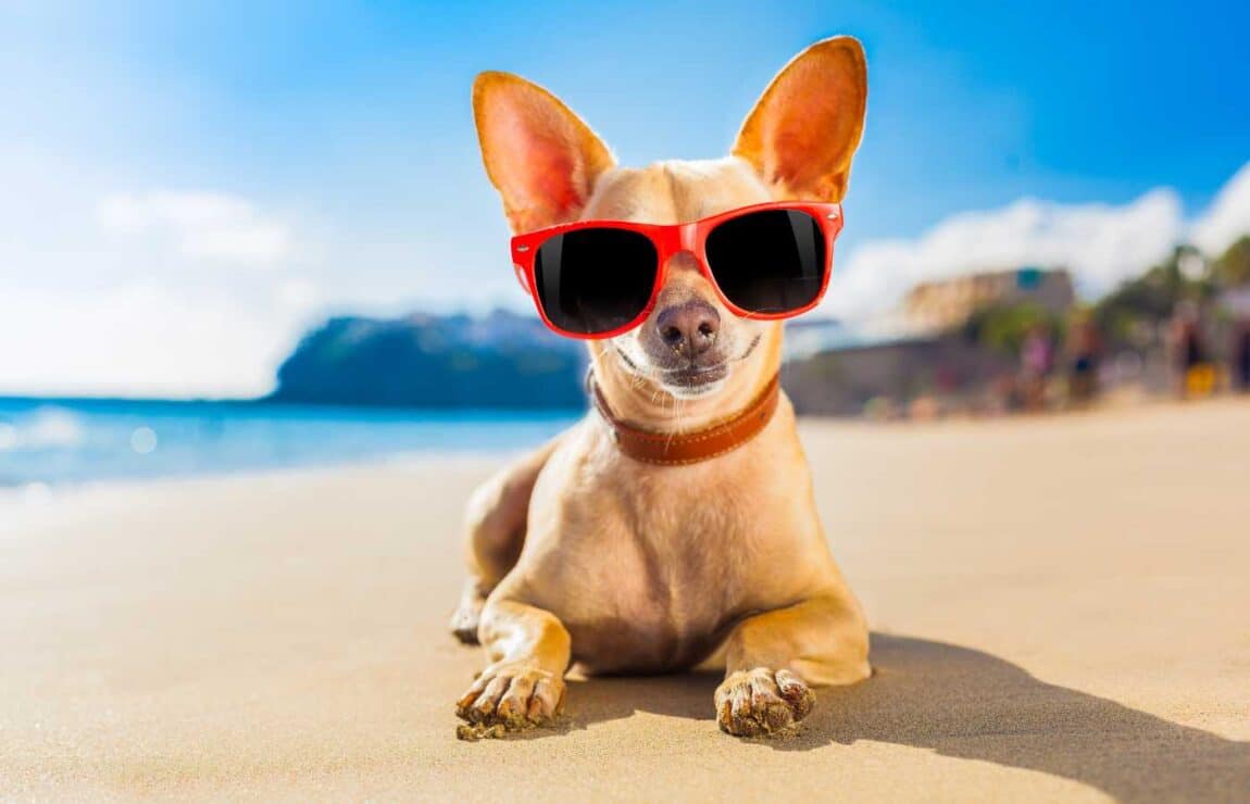100 Best Caribbean Dog Names For Your Pup (2025) - Milwaukee With Kids