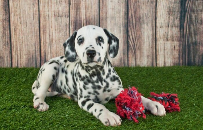 50 Adorable Names For Your Spotted Dog (2025) - Milwaukee With Kids