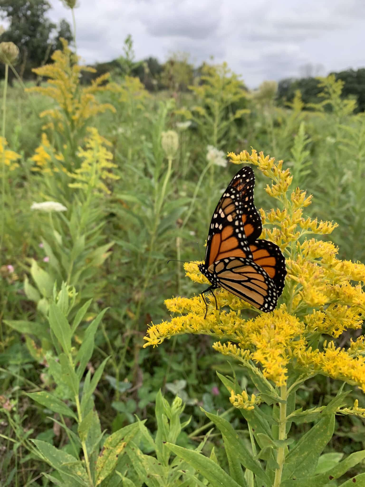 Mequon Nature Preserve: A Year-Round Oasis for Families (2025 ...