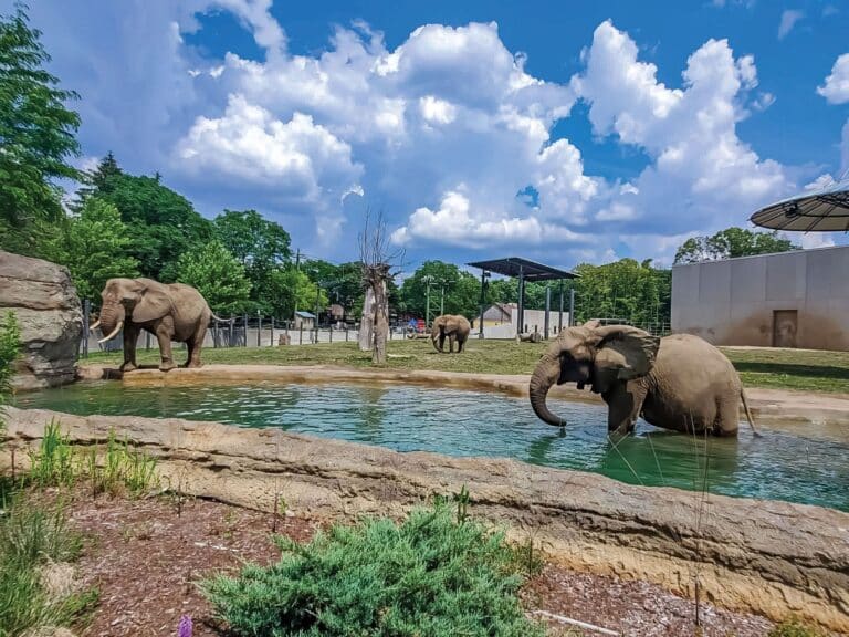 A Family's Guide to the Milwaukee County Zoo: 5 Best Things To Do And ...