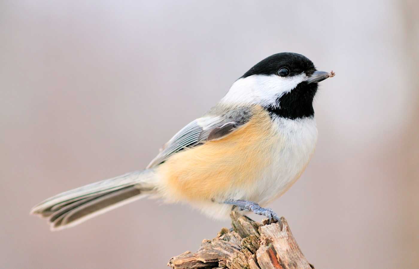 25 Magnificent Winter Birds in Wisconsin (2026) - Milwaukee With Kids
