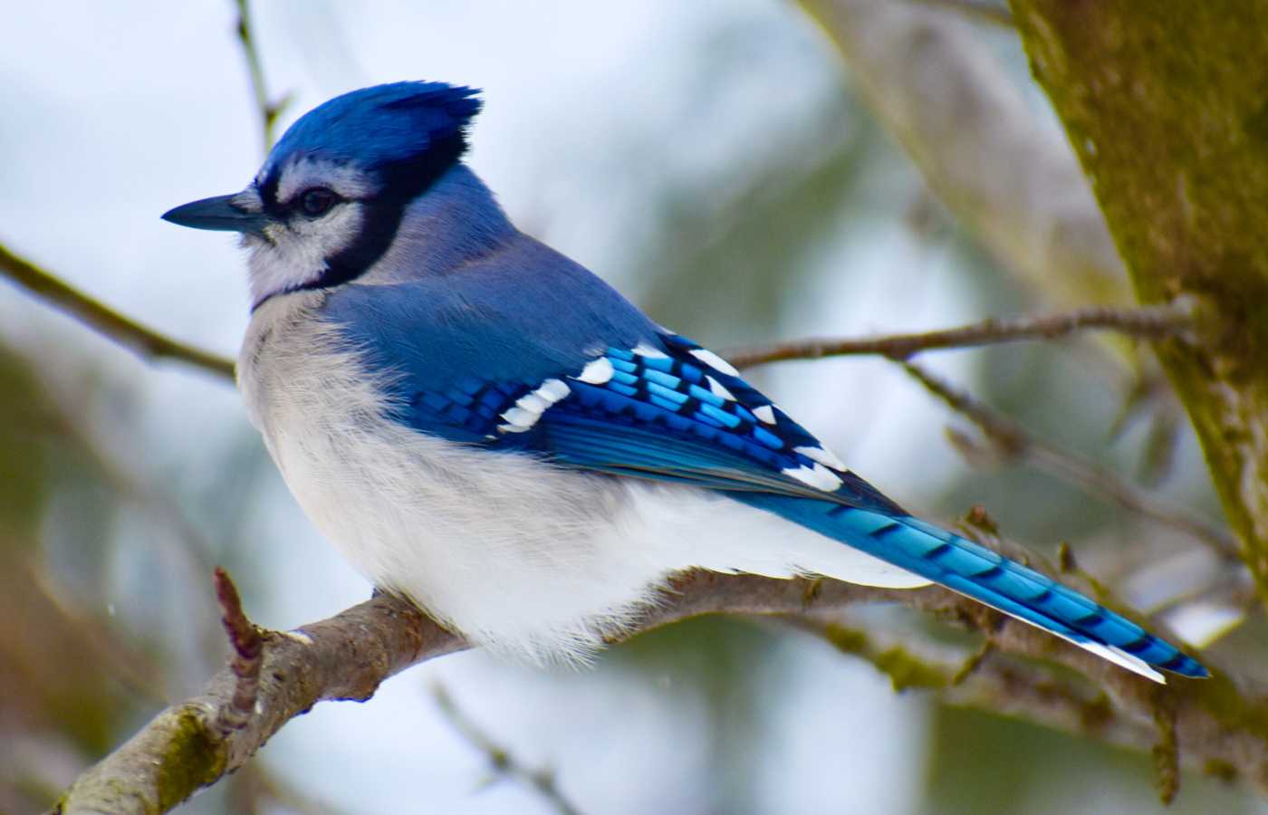 25 Magnificent Winter Birds in Wisconsin (2026) - Milwaukee With Kids