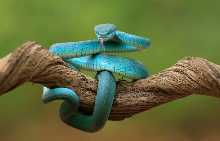 50 Interesting Facts About Snakes For Kids (2025) - Milwaukee With Kids