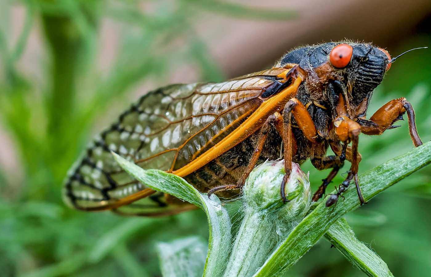 A Parent's Guide to the Spring Cicada Emergence: What You Need to Know ...