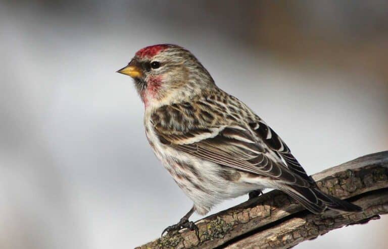 25 Magnificent Winter Birds in Wisconsin (2026) - Milwaukee With Kids