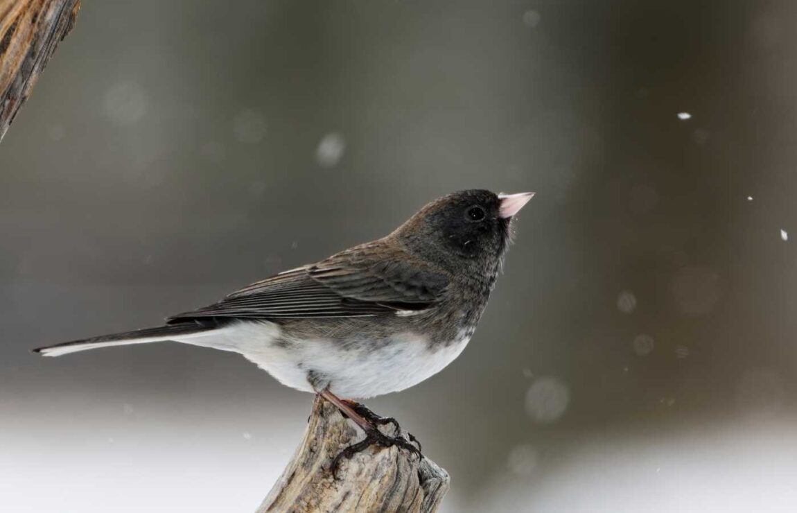 25 Magnificent Winter Birds in Wisconsin (2026) - Milwaukee With Kids