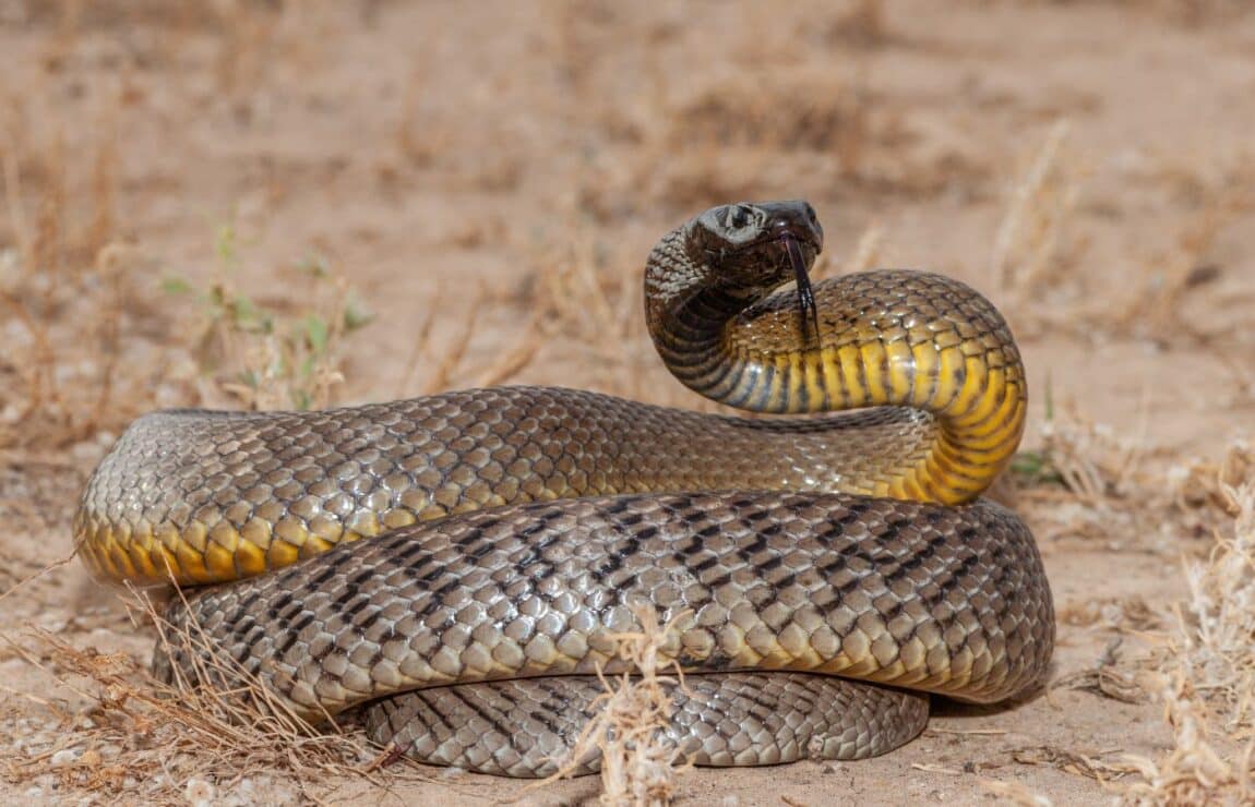 50 Interesting Facts About Snakes For Kids (2025) - Milwaukee With Kids