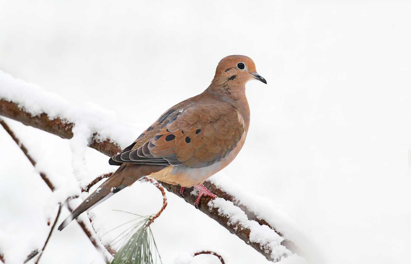 25 Magnificent Winter Birds in Wisconsin (2026) - Milwaukee With Kids