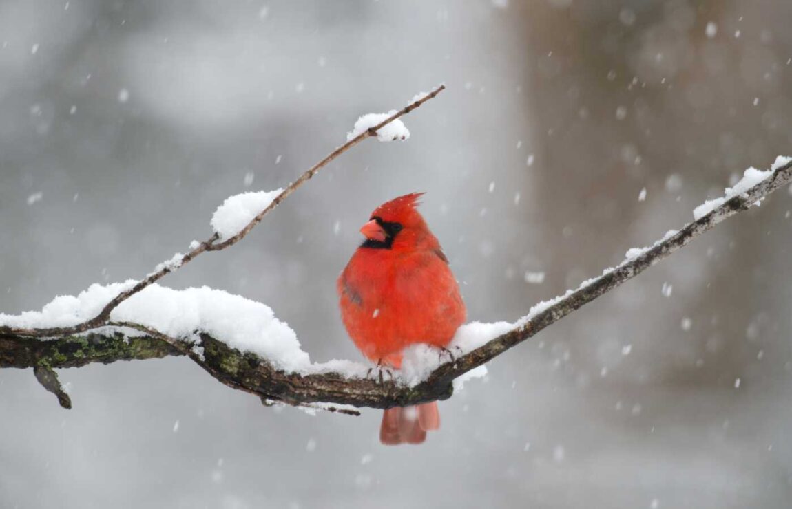 25 Magnificent Winter Birds in Wisconsin (2026) - Milwaukee With Kids