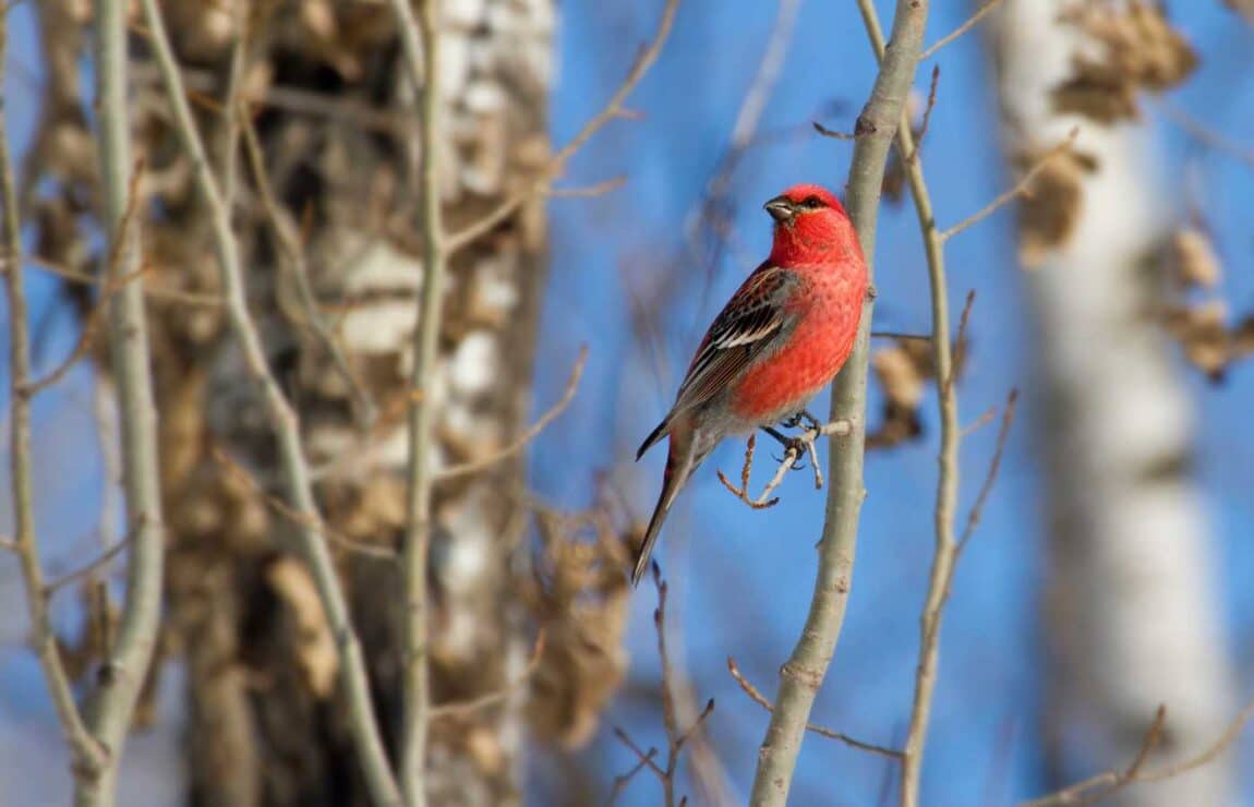 25 Magnificent Winter Birds in Wisconsin (2026) - Milwaukee With Kids