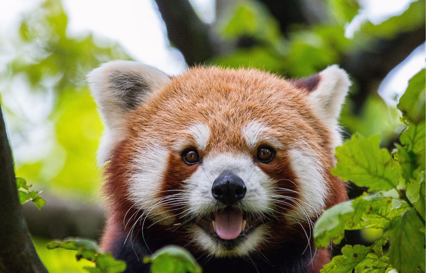 50 Fun Facts About Red Pandas For Your Kids (2025) - Milwaukee With Kids