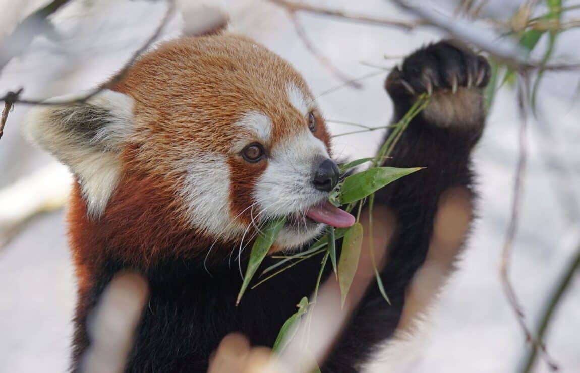 50 Fun Facts About Red Pandas For Your Kids (2025) - Milwaukee With Kids