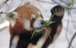 50 Fun Facts About Red Pandas For Your Kids (2025) - Milwaukee With Kids