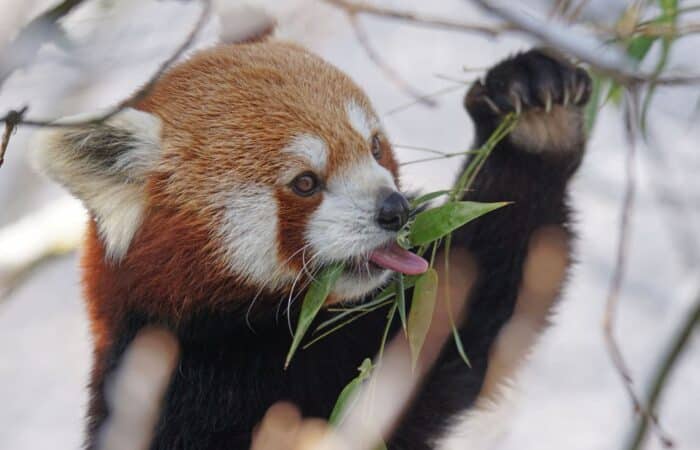 50 Fun Facts About Red Pandas For Your Kids (2025) - Milwaukee With Kids