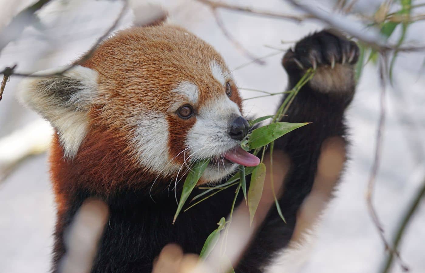 50 Fun Facts About Red Pandas For Your Kids (2025) - Milwaukee With Kids