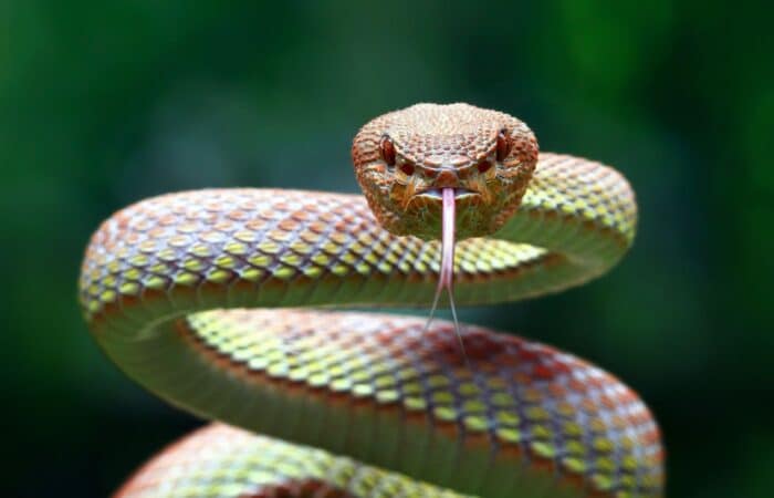 50 Interesting Facts About Snakes For Kids (2025) - Milwaukee With Kids
