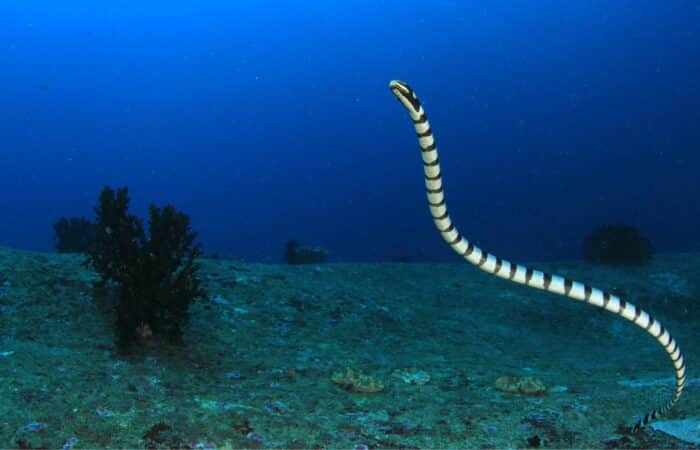 50 Interesting Facts About Snakes For Kids (2025) - Milwaukee With Kids