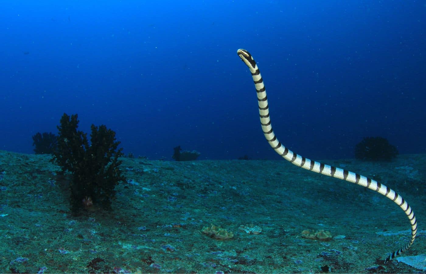 50 Interesting Facts About Snakes For Kids (2025) - Milwaukee With Kids